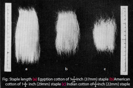 Length parameters of cotton fibers | Textile Study Center