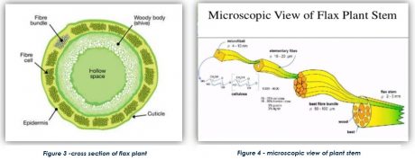 Flax Fiber | Chemical Composition | Physical Properties and Chemical ...