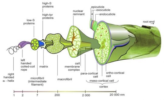 Wool Fibre Morphology | Part 03 | Textile Study Center