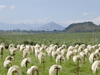 Sisal Fibre | Sisal Fibre Production | Uses and Applications of Sisal ...