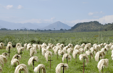Sisal Fibre | Sisal Fibre Production | Uses and Applications of Sisal ...