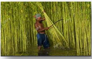 Jute Fibre | Jute Fibre Cultivation | Part 01 | Textile Study Center