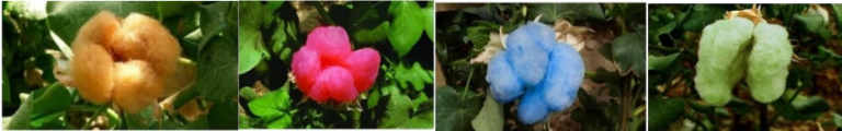 Naturally Colored Cotton | Textile Study Center