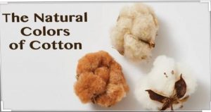Naturally Colored Cotton | Textile Study Center